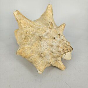 Naturally Made | Accents | Large Natural Pink Queen Conch Sea Shell ...